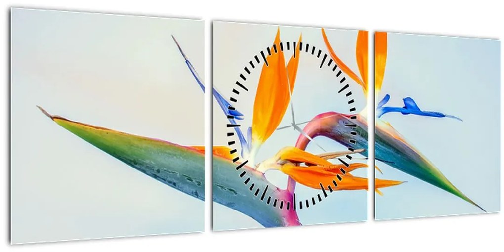 Obraz květu Strelície (s hodinami) (90x30 cm)
