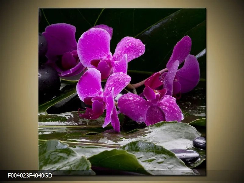 Obraz mokrých fialových orchidejí  (), 40 dalších rozměrů