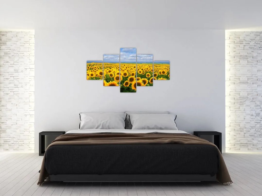 Obraz slunečnicového pole (125x70 cm)