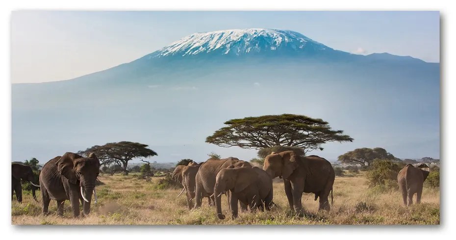 Wallmuralia Foto obraz akrylové sklo Sloni Kilimandžaro 140x70 cm