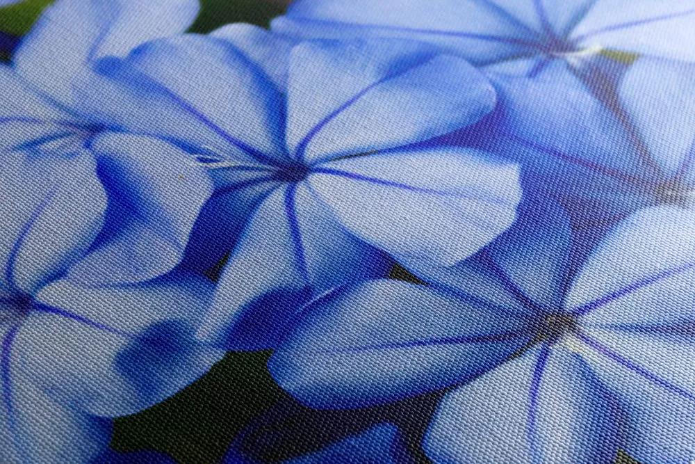 Obraz malebné modré květy Varianta: 100x50