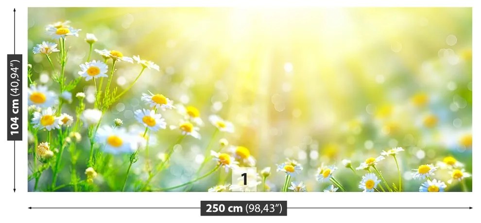 Fototapeta Heřmánek květiny 104x70