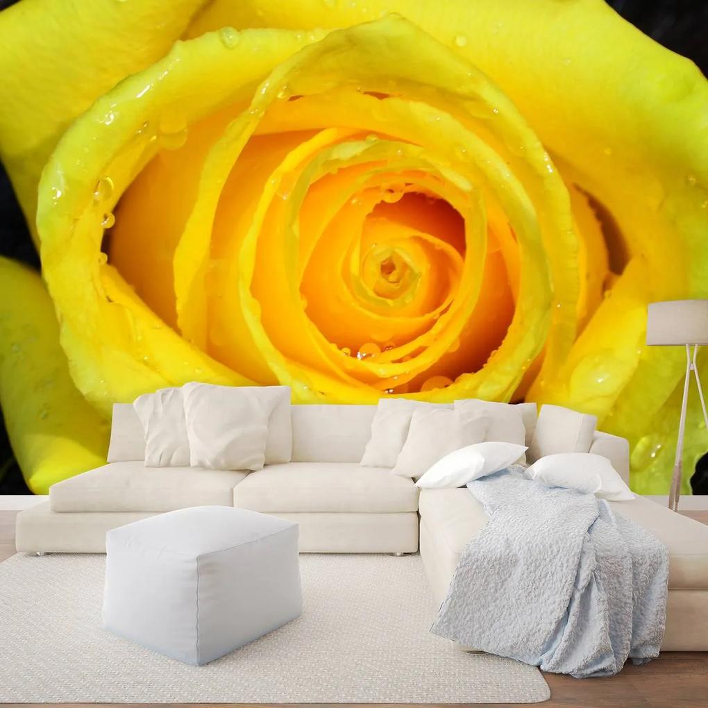 Fototapeta - Žlutá růže (152,5x104 cm)