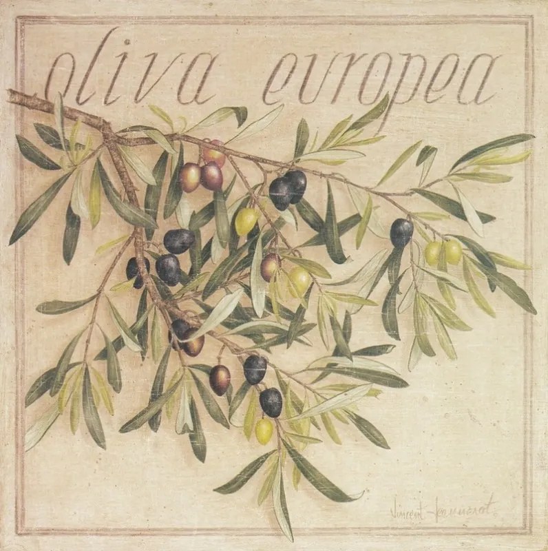 ART-STYLE Obrázek 20x20, oliva europea, rám bílý s patinou