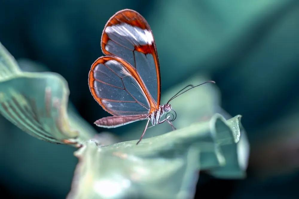Vícedílný obraz Skleněný Motýl Zblízka Nedostatek Nedostatek Přírodní plátno 180x120