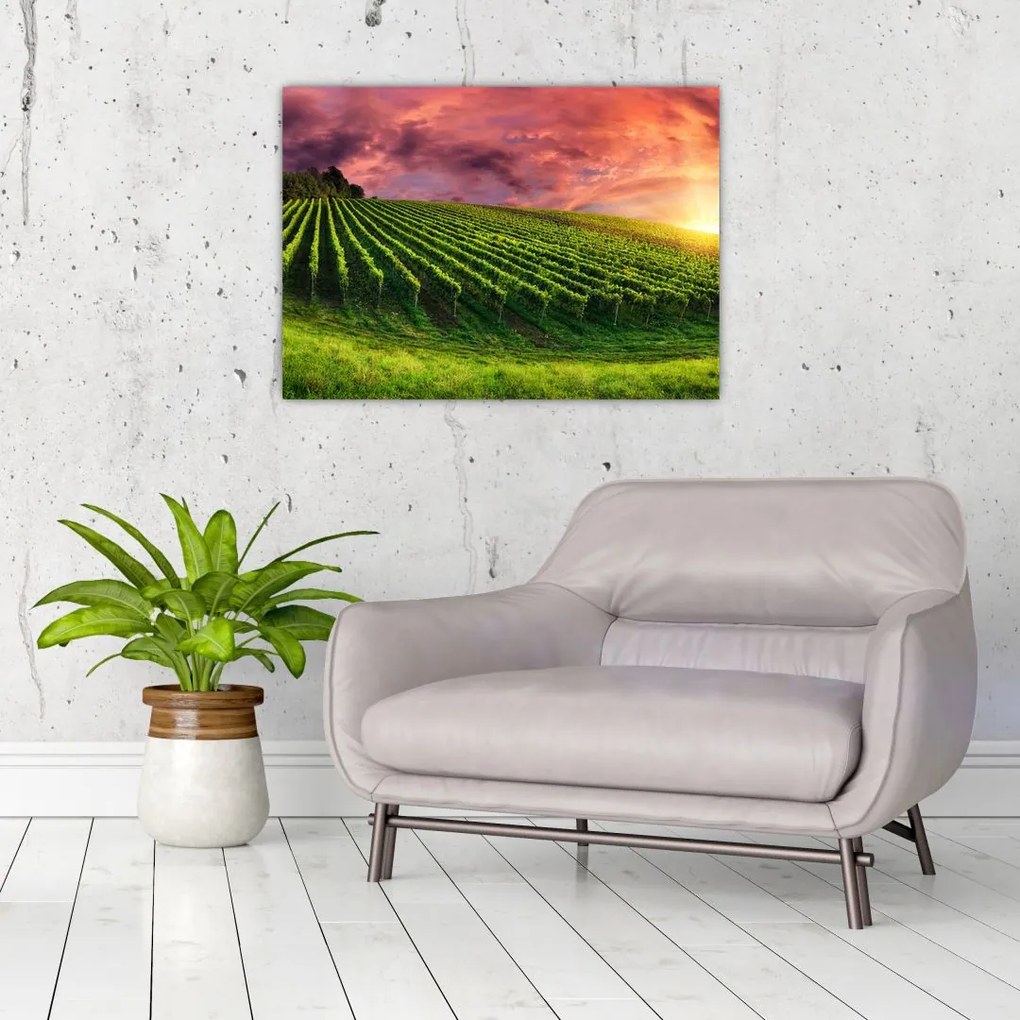 Skleněný obraz vinohradu s barevným nebem (70x50 cm)