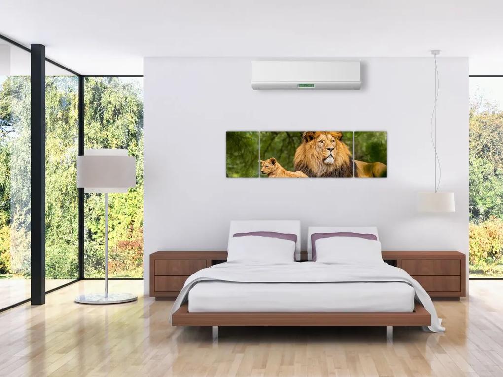 Obraz lvů (170x50 cm)