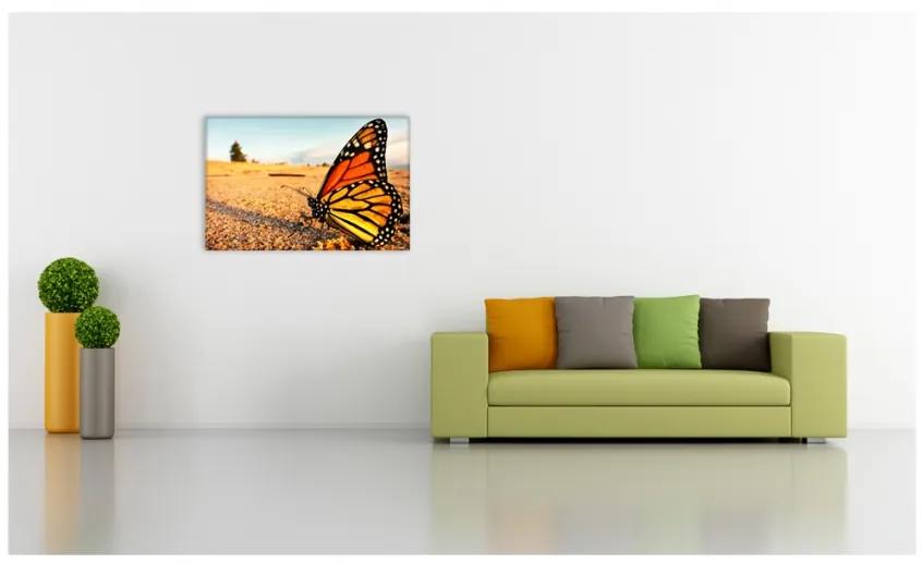 Malvis ® Obraz žlutý motýl Velikost: 90x60 cm