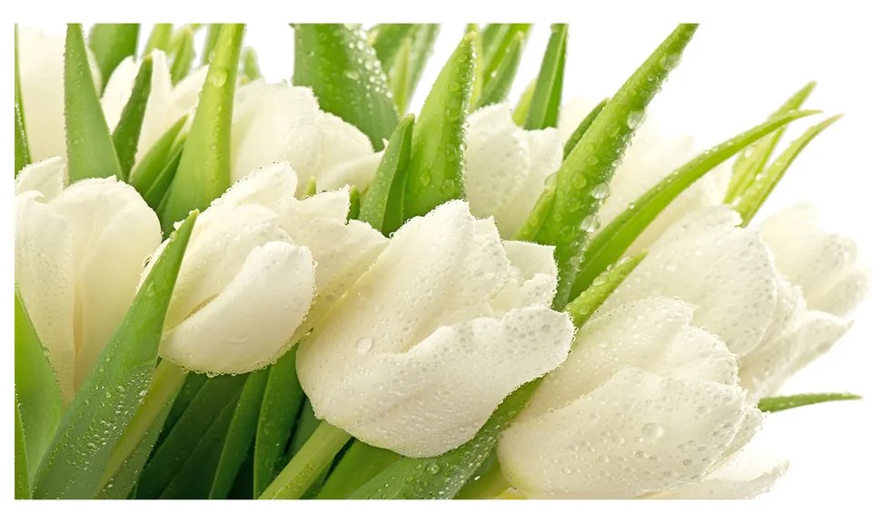 Moderní foto obraz na stěnu Bílé tulipány