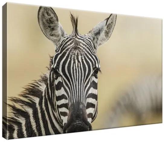 Tištěný obraz Pohled zebry 30x20cm 1161A_1T