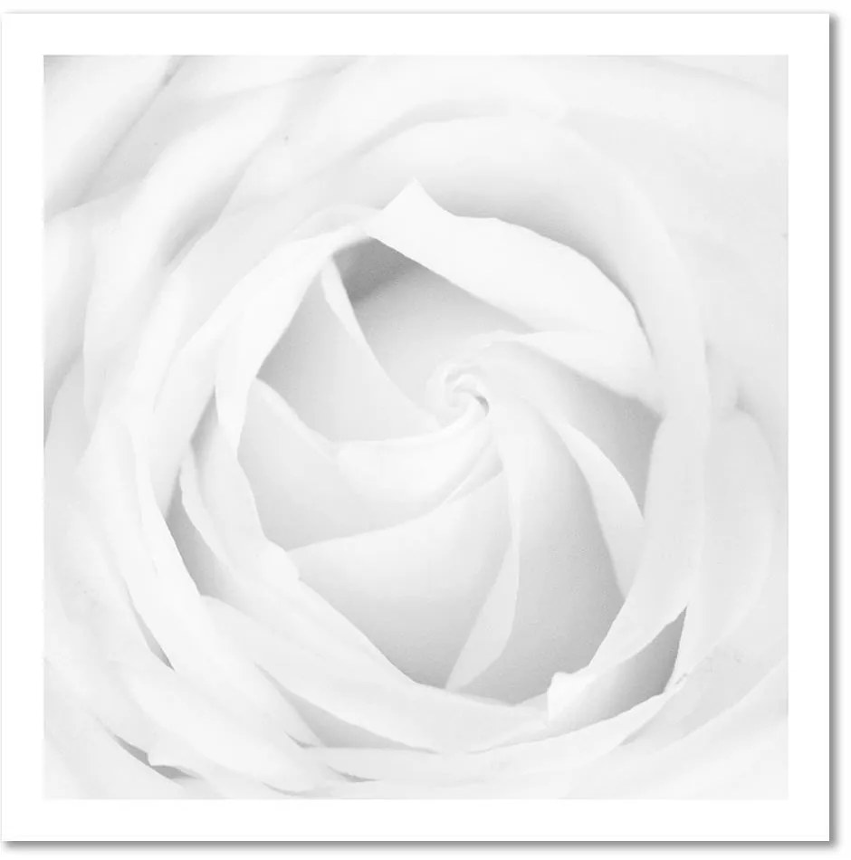 Gario Obraz na plátně Bílá růže Rozměry: 30 x 30 cm
