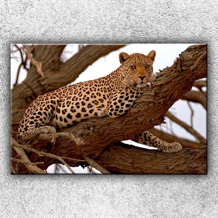 Xdecor Gepard na stromě (120 x 80 cm) - Jednodílný obraz