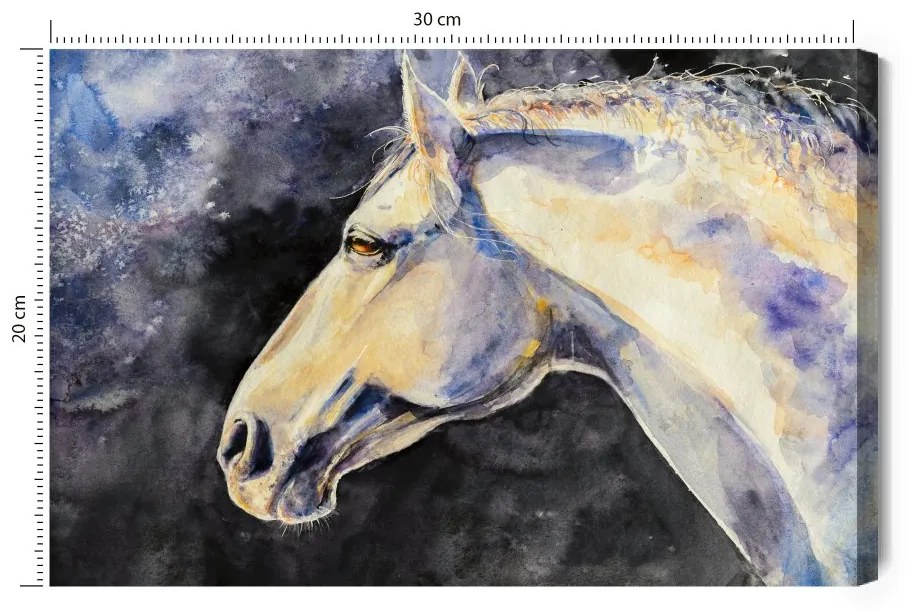 Obraz Světlý Kůň Na Tmavém Pozadí Nedostatek Nedostatek Přírodní plátno 30x20