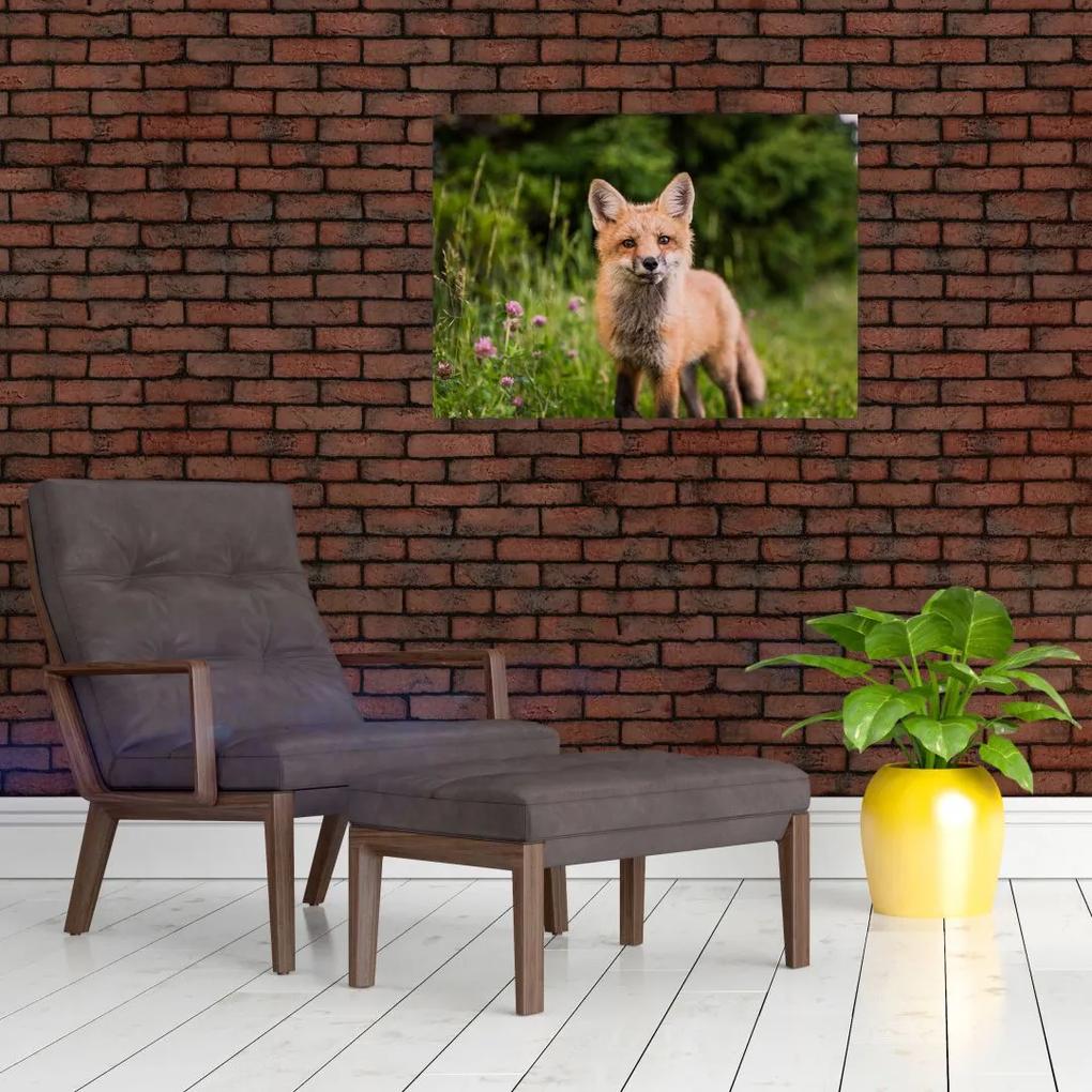 Obraz lišky (70x50 cm)