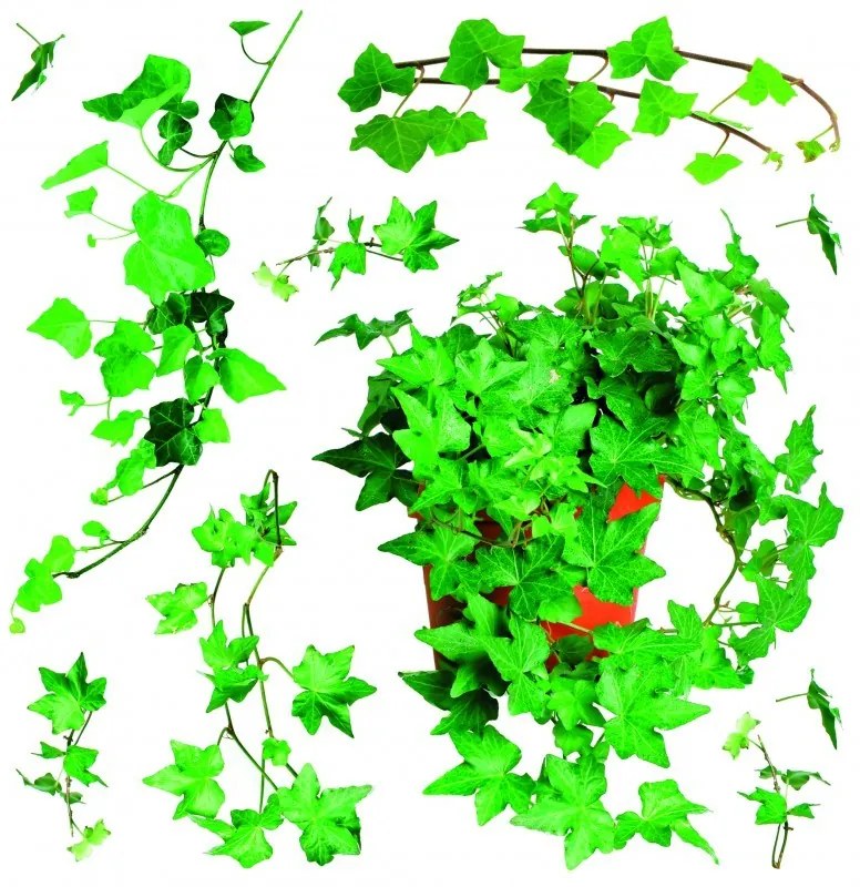 Ivy 42001 samolepící dekorace břečťan