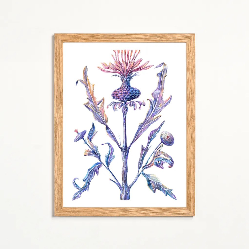 Filip Šenkeřík | Centaurea Rám: Bez rámu, Velikost: 30 x 20 cm