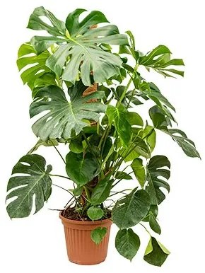 Monstera deliciosa s kokosovou vzpěrou 80 cm, průměr 19 cm Monstera skvostná