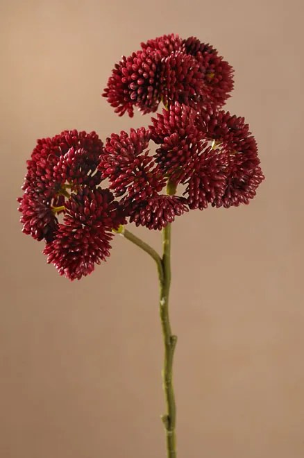Paramit DRY WILD BERRY Aranžovací květina červená 45 cm