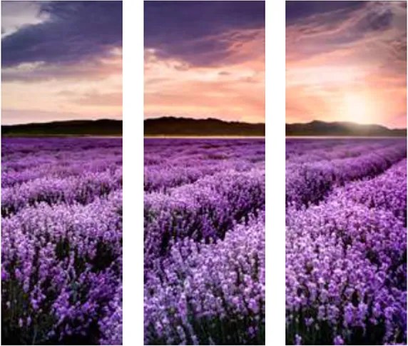 Obraz na skle Styler  -  Lavender Field 125x50 cm