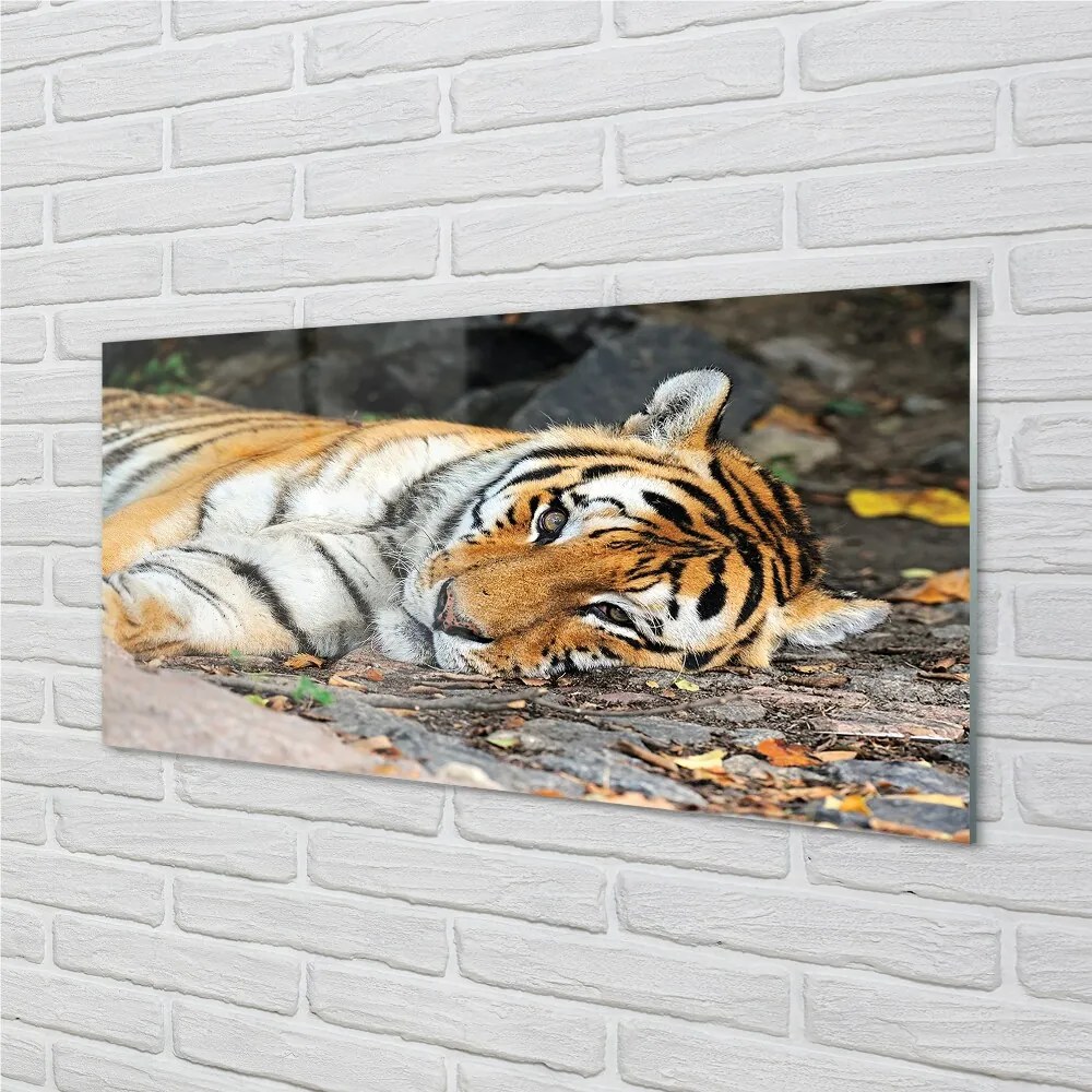 Obraz na skle ležící tygr 100x50 cm