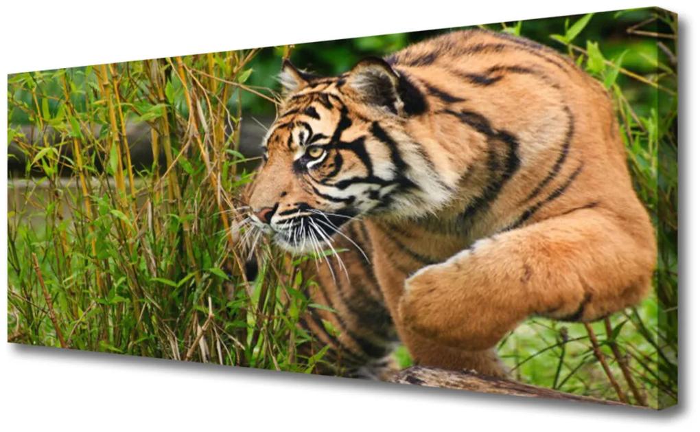 Obraz Canvas Skleněný Tygr Zvířata