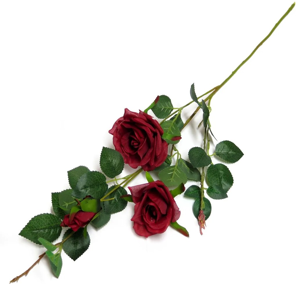 Růže červená keř 73cm, květy 9, 7, 3cm