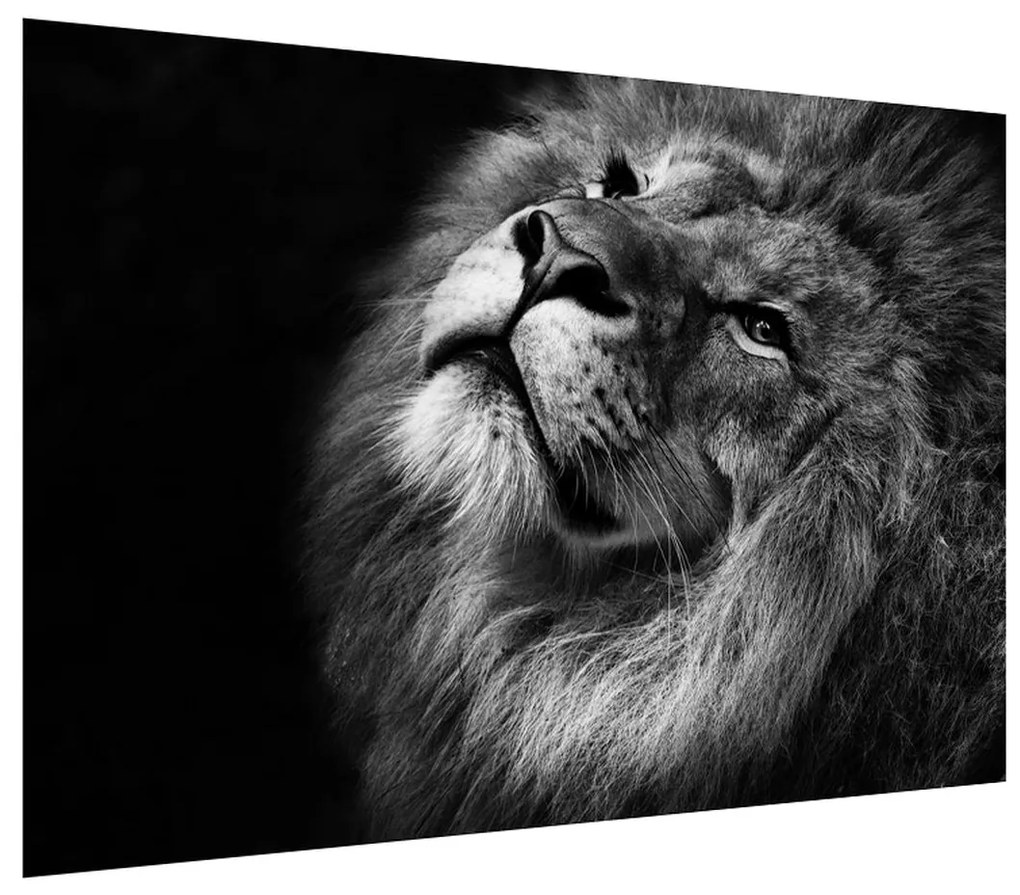 Černobílý obraz lva (100x70 cm)