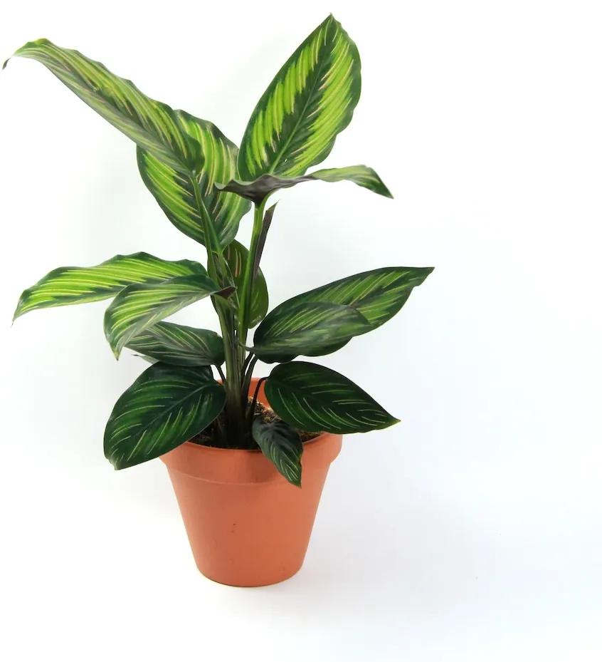 Pokojová rostlina Calathea Beautystar, průměr 12 cm
