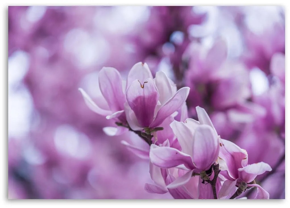 Obraz na plátně Magnolia Blossom Nature - 120x80 cm