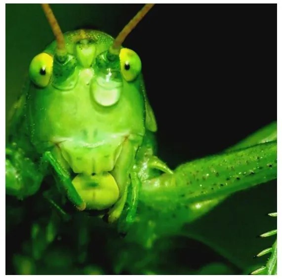 Obraz zelené kobylky  (50x50 cm), 40 dalších rozměrů