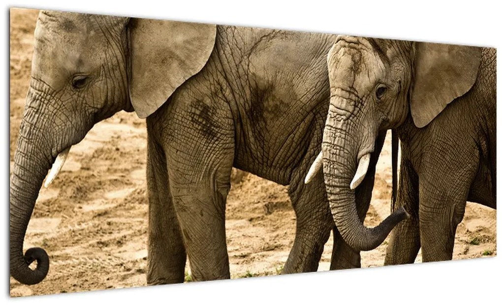 Slon, obraz (100x40cm)