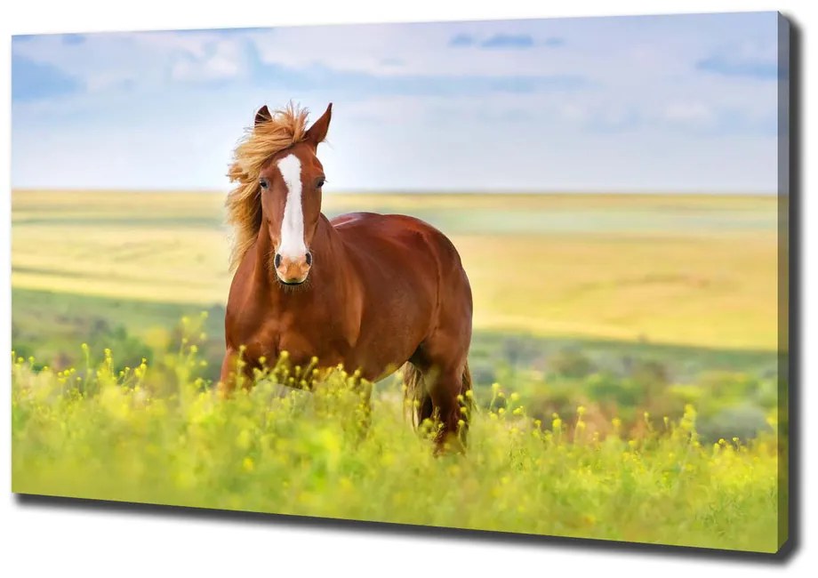 Wallmuralia Foto obraz na plátně do obýváku Hnědý kůň 100x70 cm