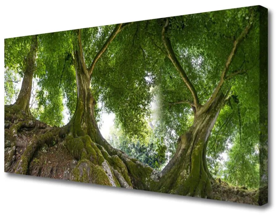 Obraz na plátně Stromy Rostlina Příroda 100x50 cm