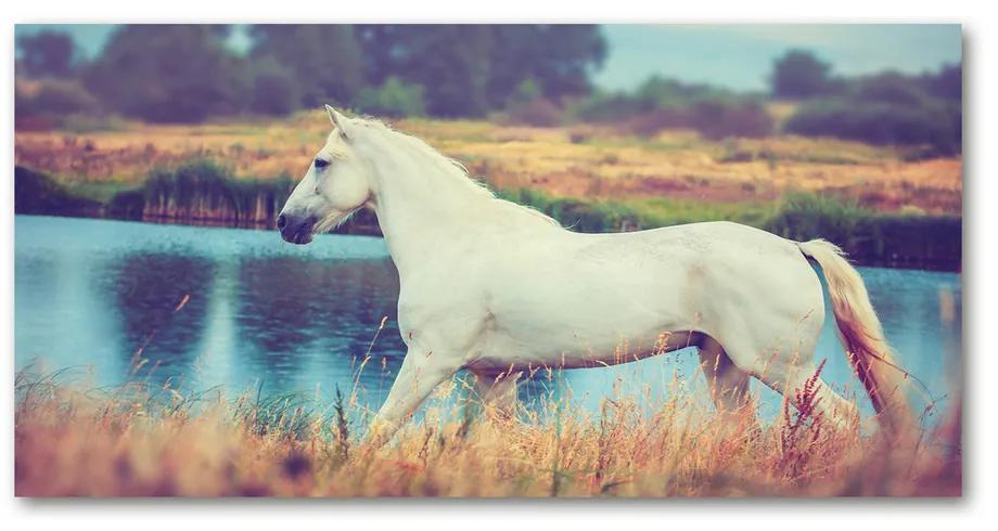 Wallmuralia Fotoobraz na skle Bílký kůň jezero 100x50 cm