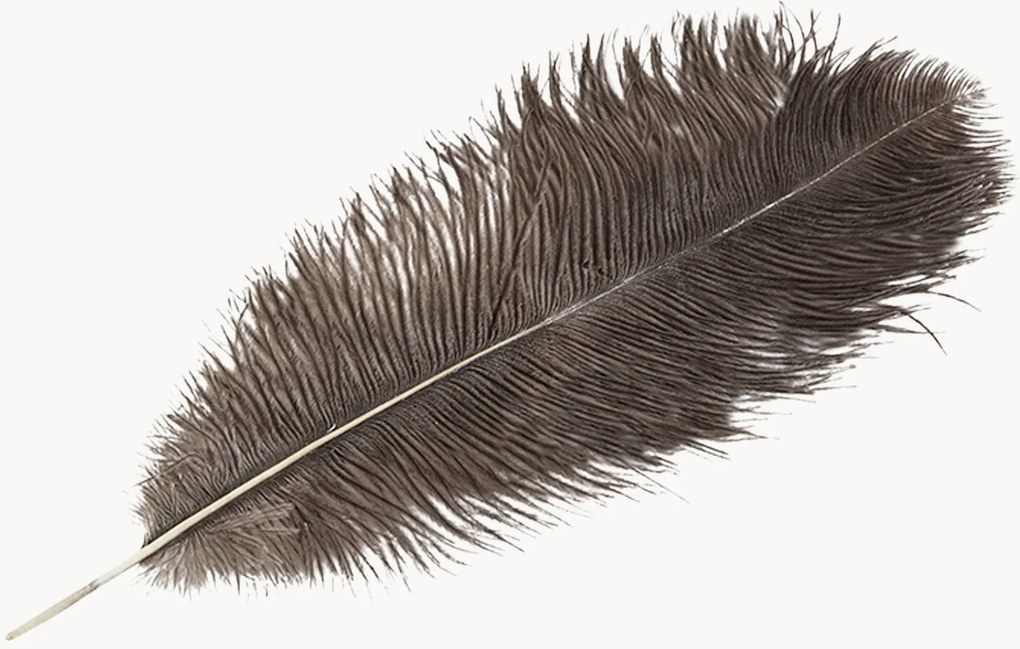 Dekorace Feather