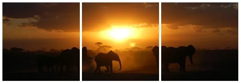 Obraz slonů při soumraku (90x30 cm), 40 dalších rozměrů