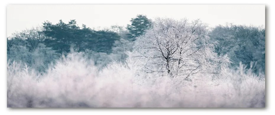 Wallmuralia Foto obraz akrylové sklo Stromy zimou 125x50 cm