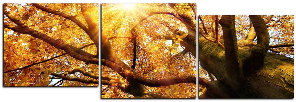 Obraz na plátně - Slunce přes větve stromu - panoráma 5240E (90x30 cm)