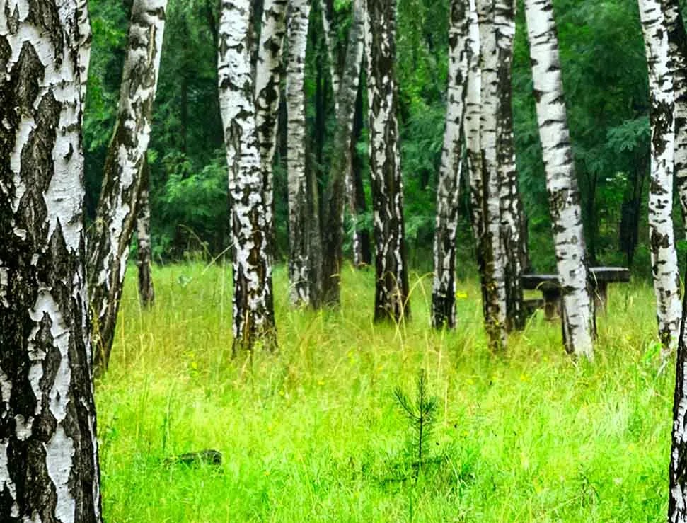 Obraz břízy Velikost (šířka x výška): 200x100 cm