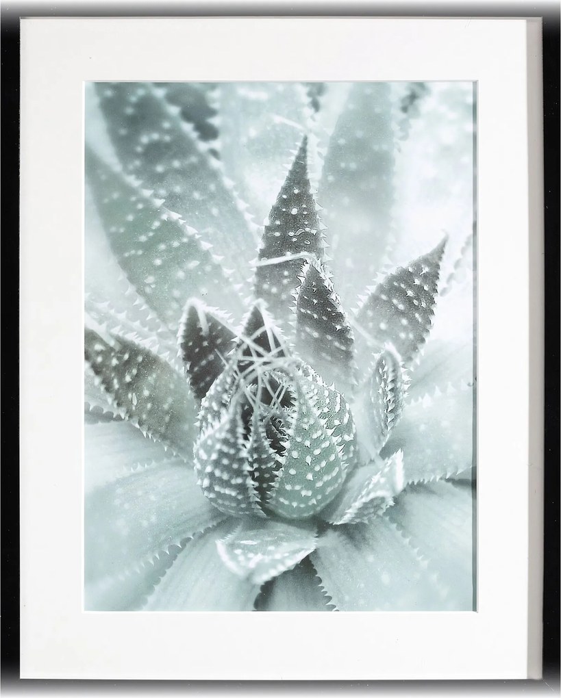 Obraz Succulents III 40x50xcm