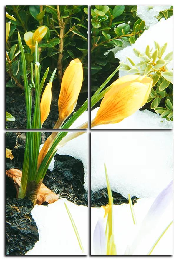 Obraz na plátně - Časné jarní květiny - obdélník 7242E (120x80 cm)