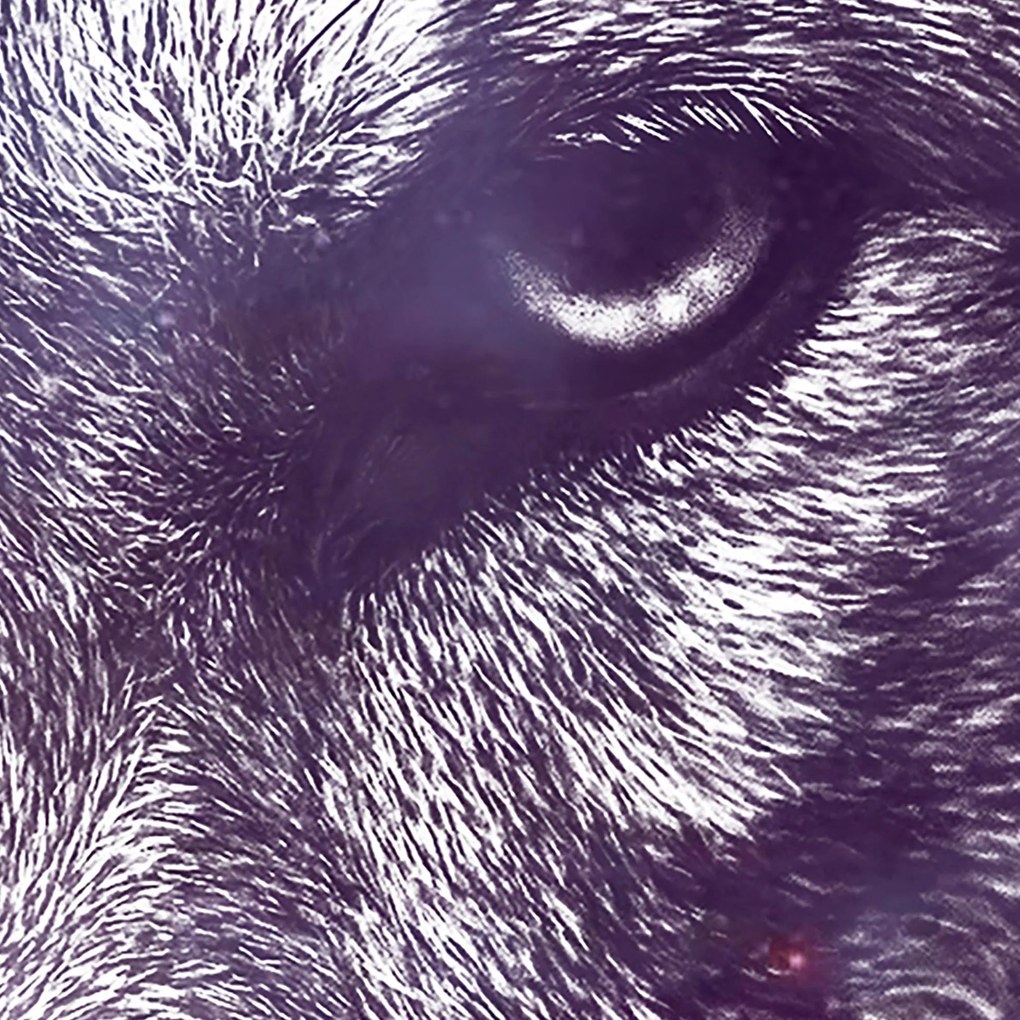 Malvis Tapeta vesmírný vlk Vel. (šířka x výška): 432 x 290 cm