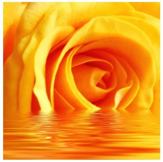 Obraz žluté růže na hladině  (50x50 cm), 40 dalších rozměrů