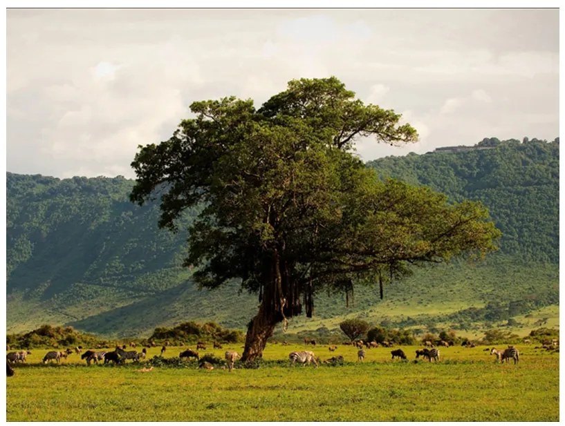 Fototapeta - In a crater of Ngoro ngoro