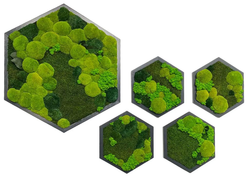 WOODILO Sada mechových obrazů | hexagon | kombinace kopečkového, plochého a sobího mechu Barva rámu: Ořech světlý (mořená borovice)