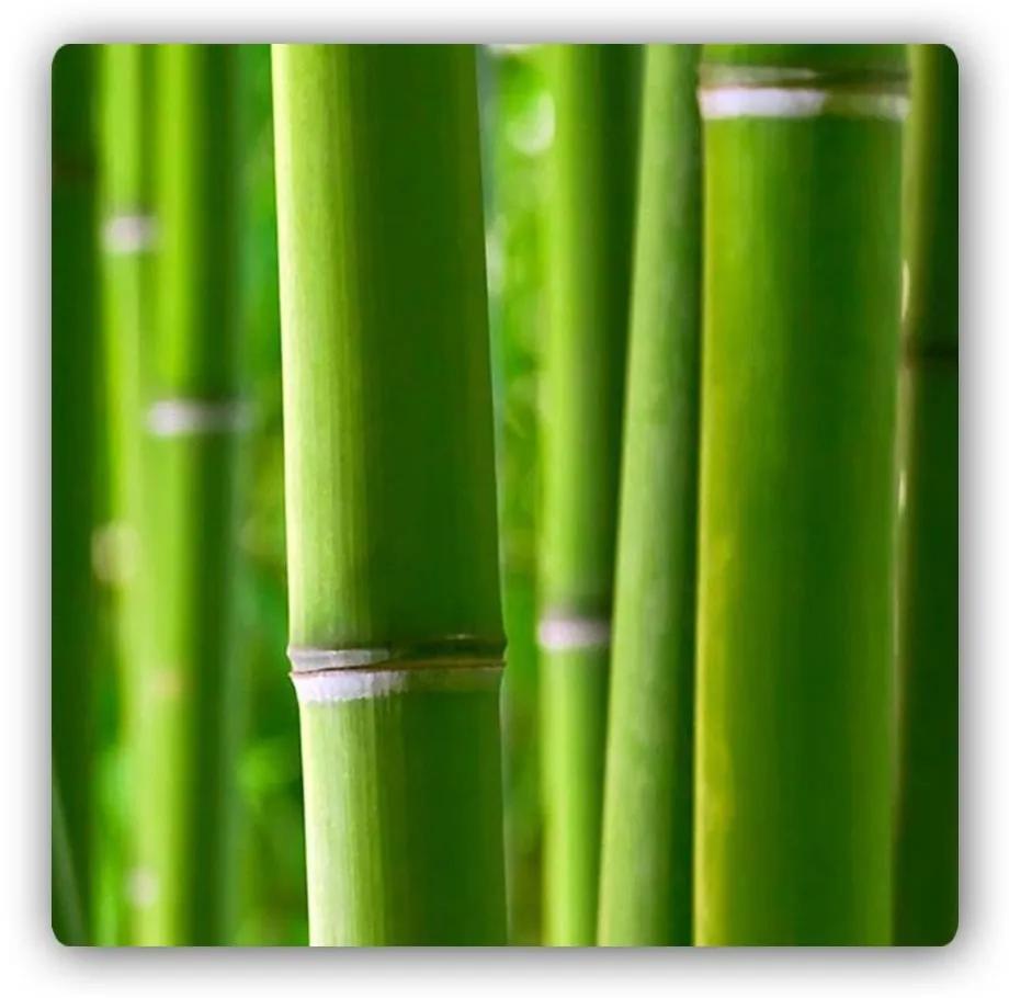 CARO Kovový obraz - Bamboos 50x50 cm