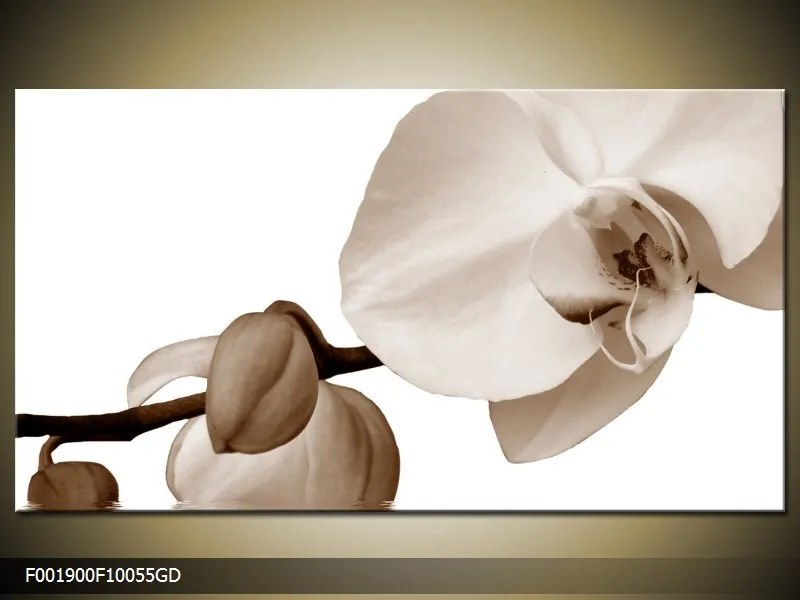 Krásný obraz bílé orchideje (), 40 dalších rozměrů