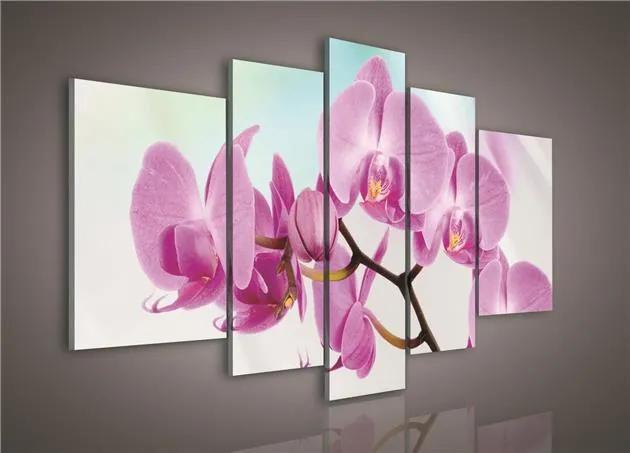 Obraz na plátně orchidej 170 x 100 cm