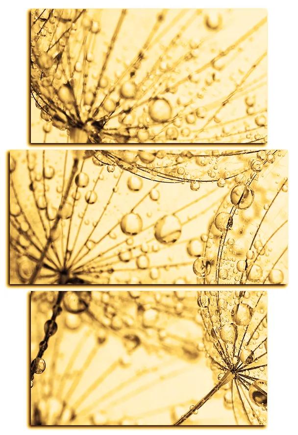Obraz na plátně - Pampeliška s kapkami vody - obdélník 7203FC (105x70 cm)