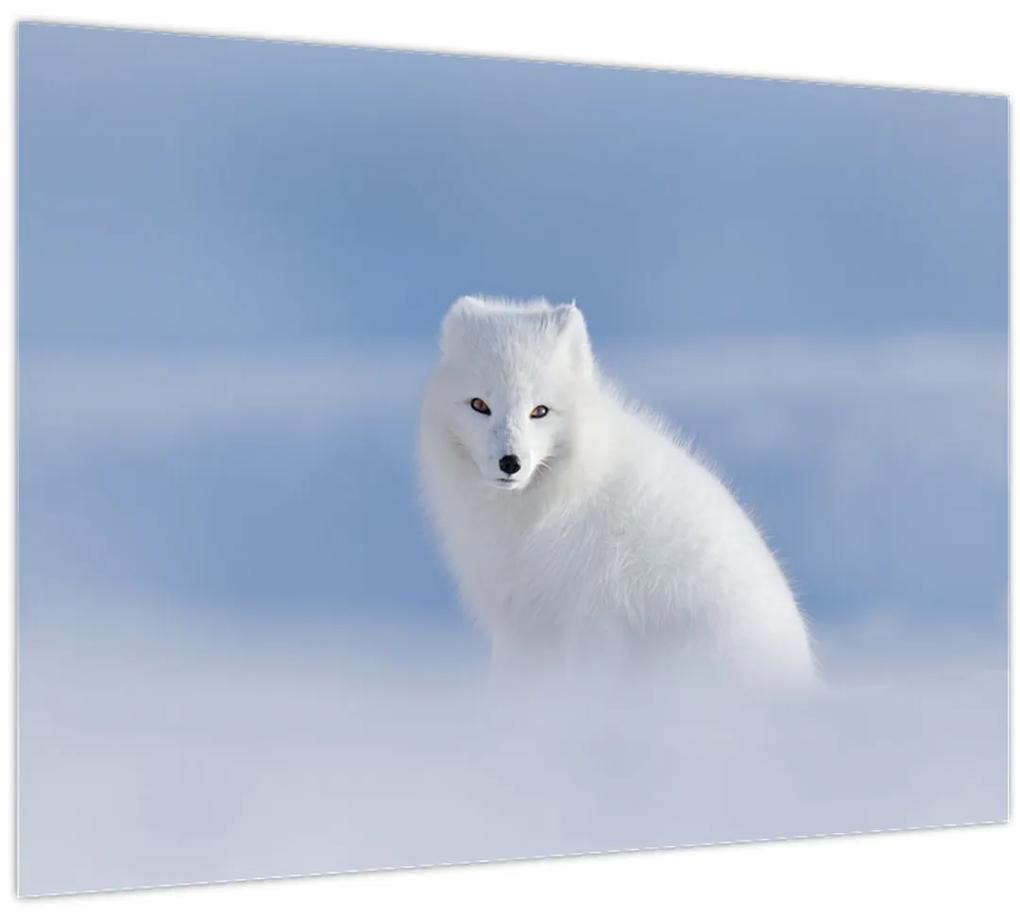 Obraz - Polární liška (70x50 cm)